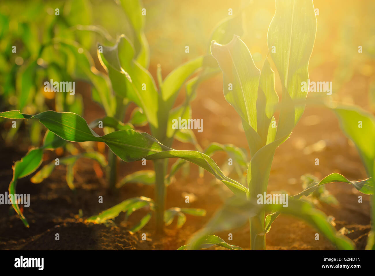 Corn field plantation growing up hi-res stock photography and images ...