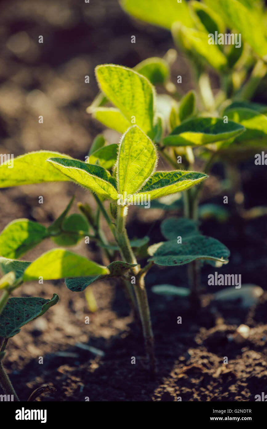 Soybean rows hi-res stock photography and images - Alamy