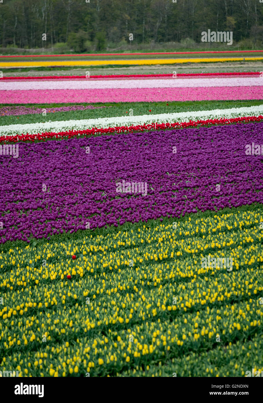 Tulip fields amsterdam hi-res stock photography and images - Alamy