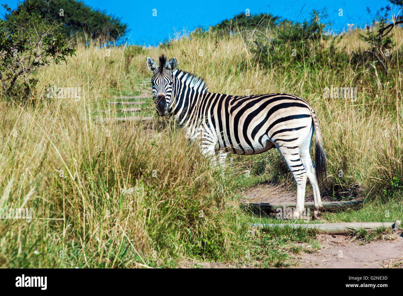 Zebra trail hi-res stock photography and images - Alamy