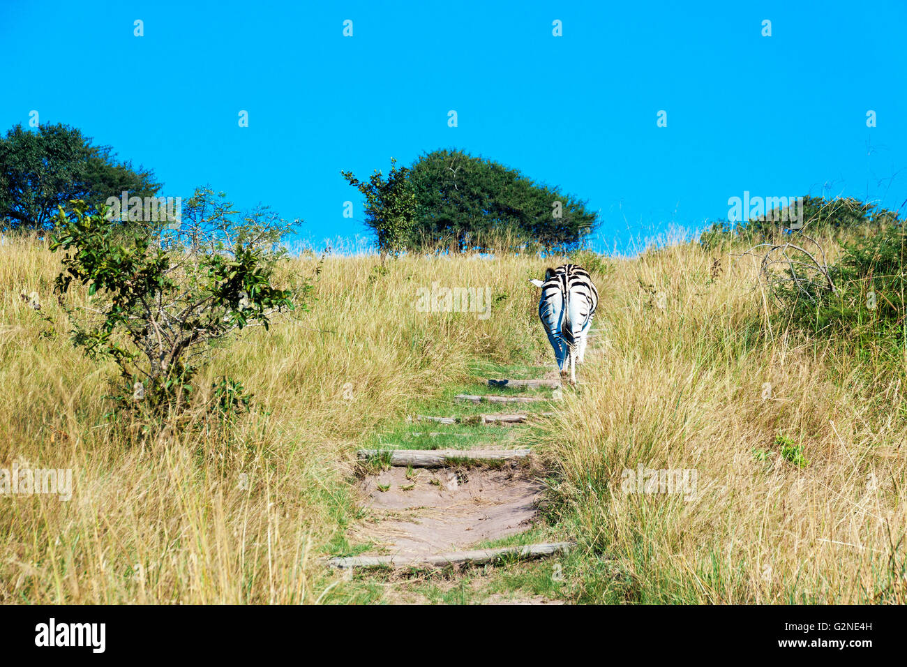 Single Zebra walking up hiking trail in Nature reserve in South Africa ...