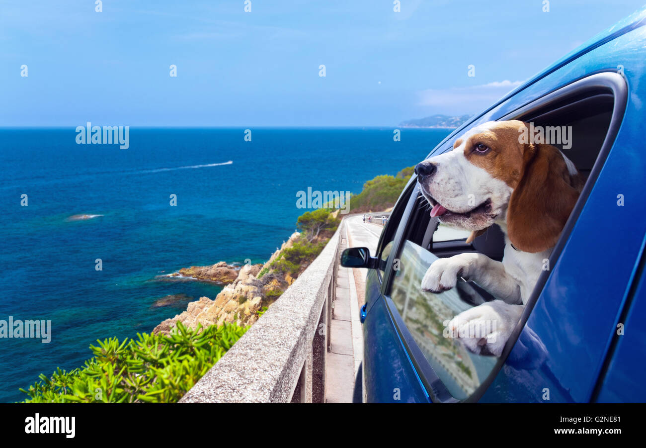The cute beagle travels in the blue car Stock Photo - Alamy