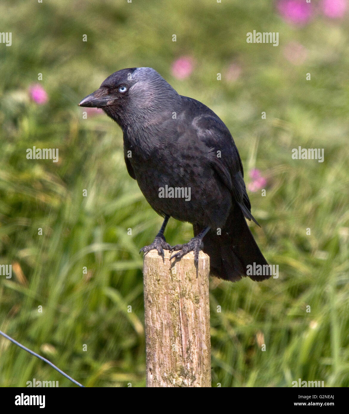 The western jackdaw (Corvus monedula), also known as the Eurasian ...