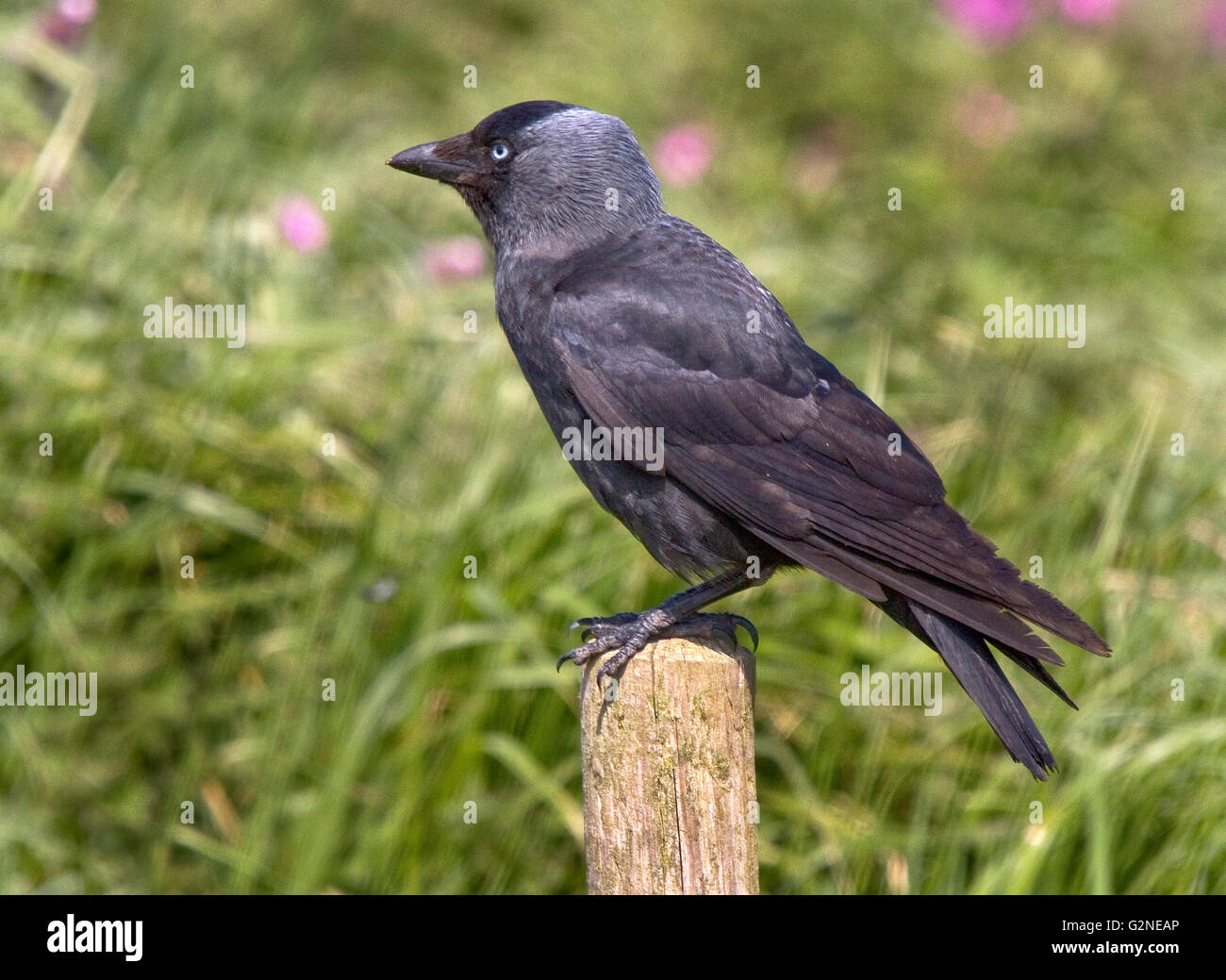 The western jackdaw (Corvus monedula), also known as the Eurasian ...
