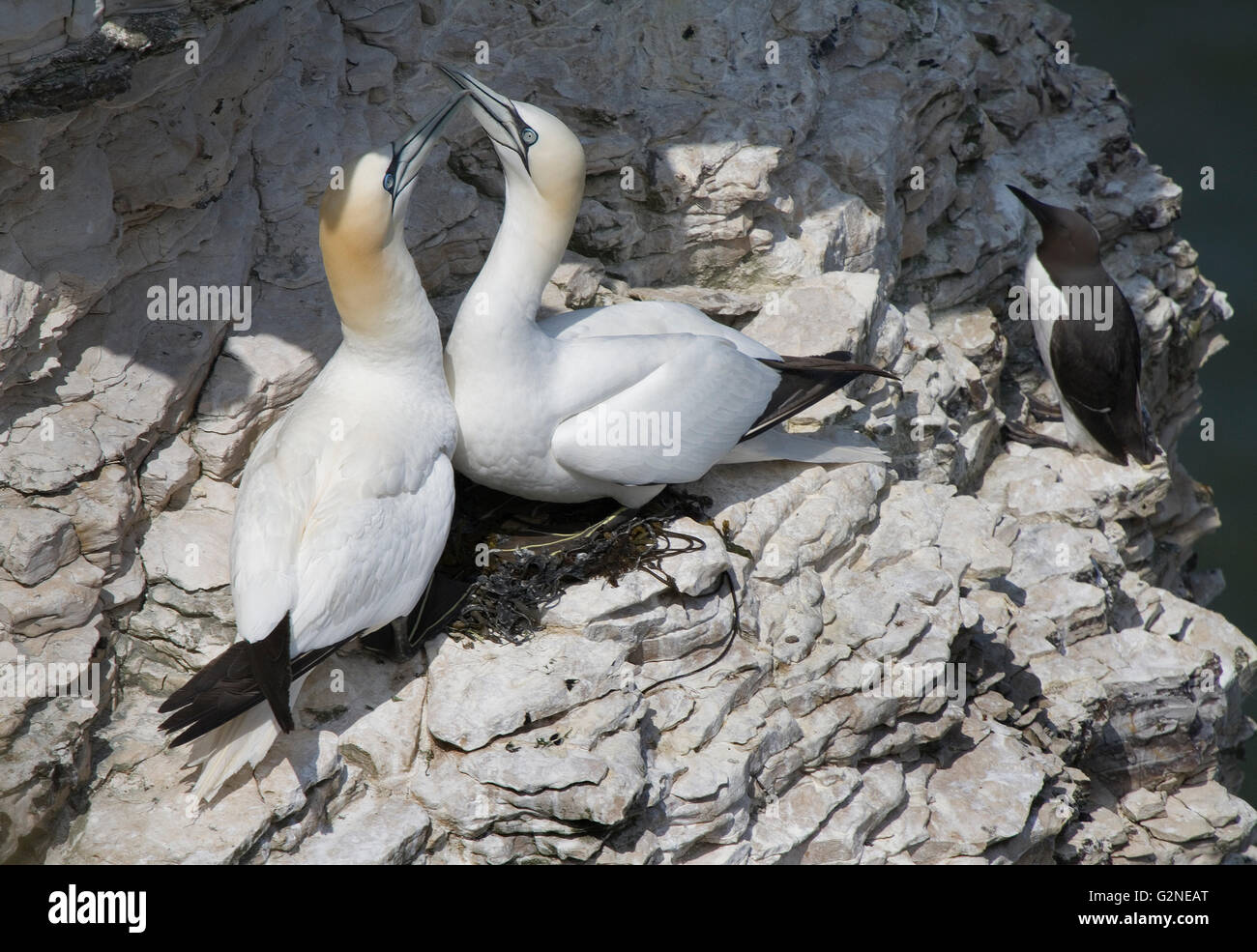 Gannets are seabirds comprising the genus Morus, in the family Sulidae ...