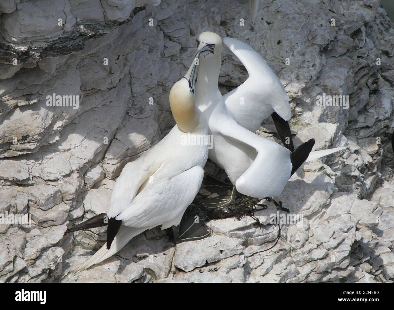Gannets are seabirds comprising the genus Morus, in the family Sulidae ...