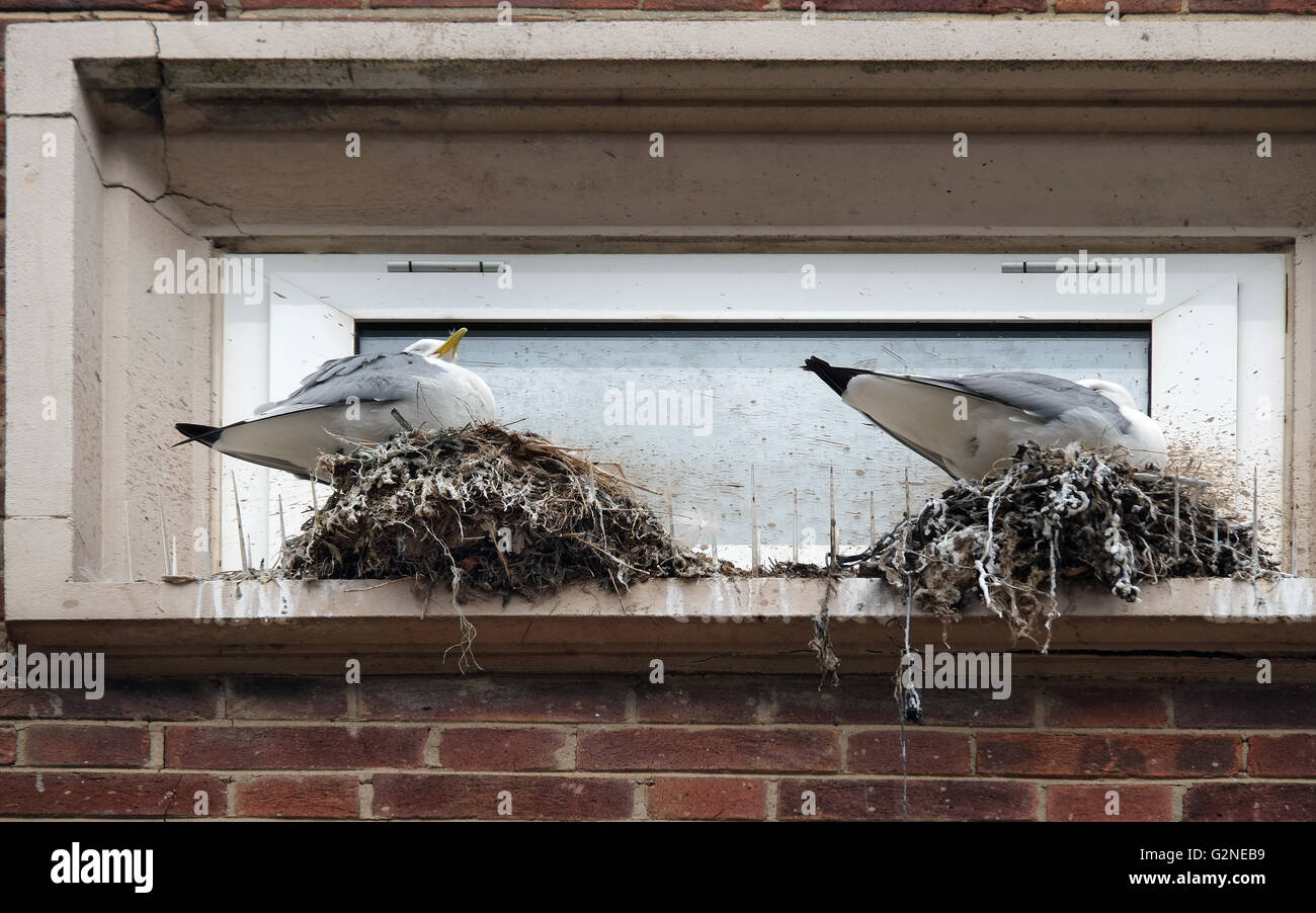 Seagulls nesting on building window ledge in town center Stock Photo ...