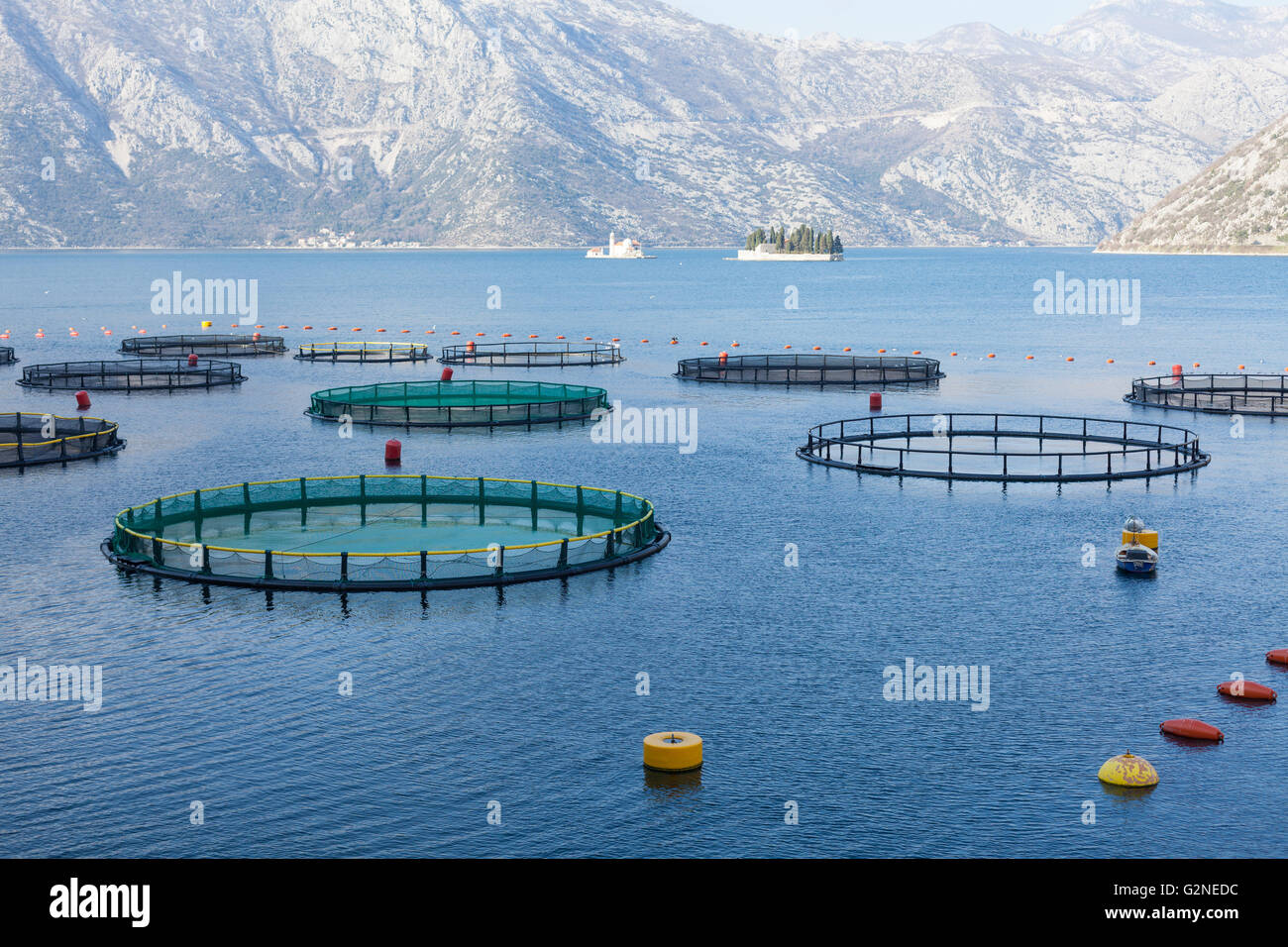 Fish farm in the Bay of Kotor Stock Photo - Alamy