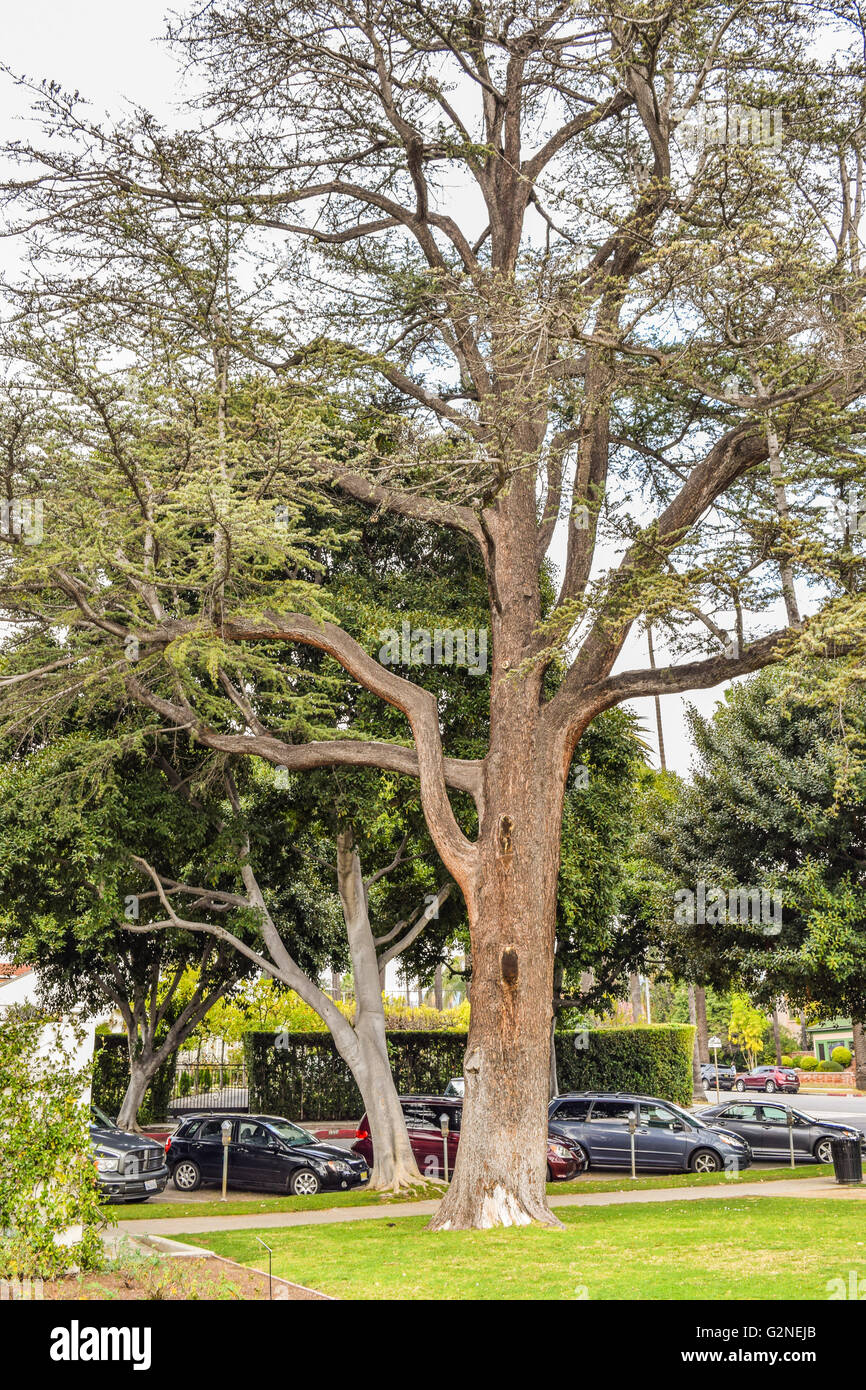 Banyan tree canopy palm beach hi-res stock photography and images - Alamy