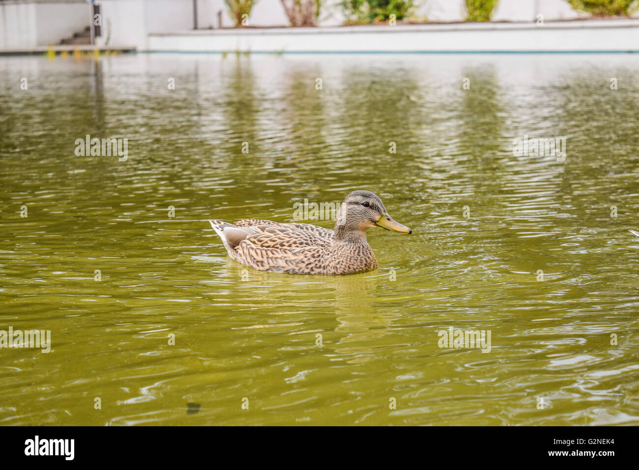 animal, background, beak, beverly, beverly hills, bird, blue, business ...
