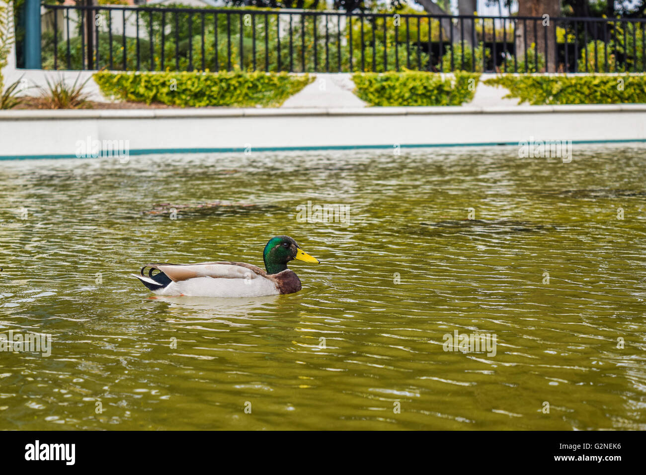 animal, background, beak, beverly, beverly hills, bird, blue, business ...