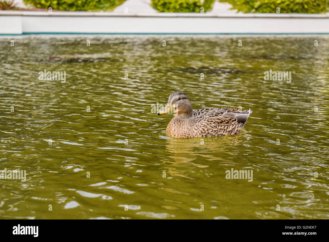 animal, background, beak, beverly, beverly hills, bird, blue, business ...