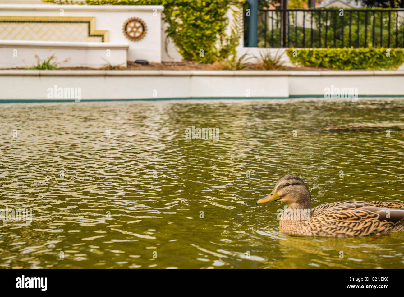 animal, background, beak, beverly, beverly hills, bird, blue, business ...