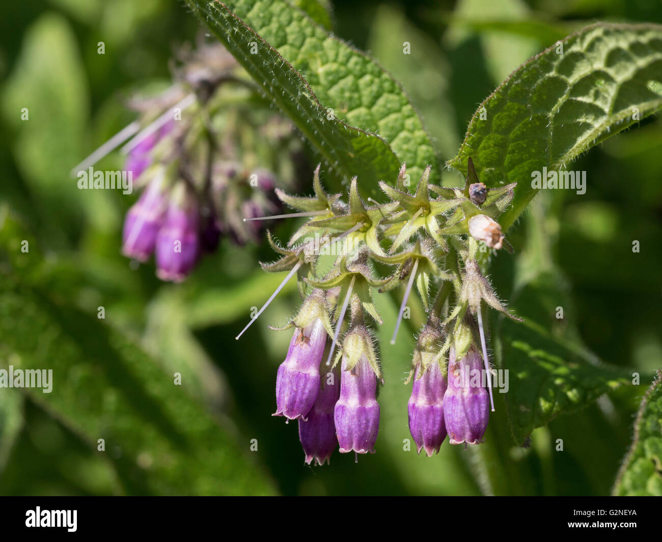 Flowers of Symphytum officinale Stock Photo - Alamy