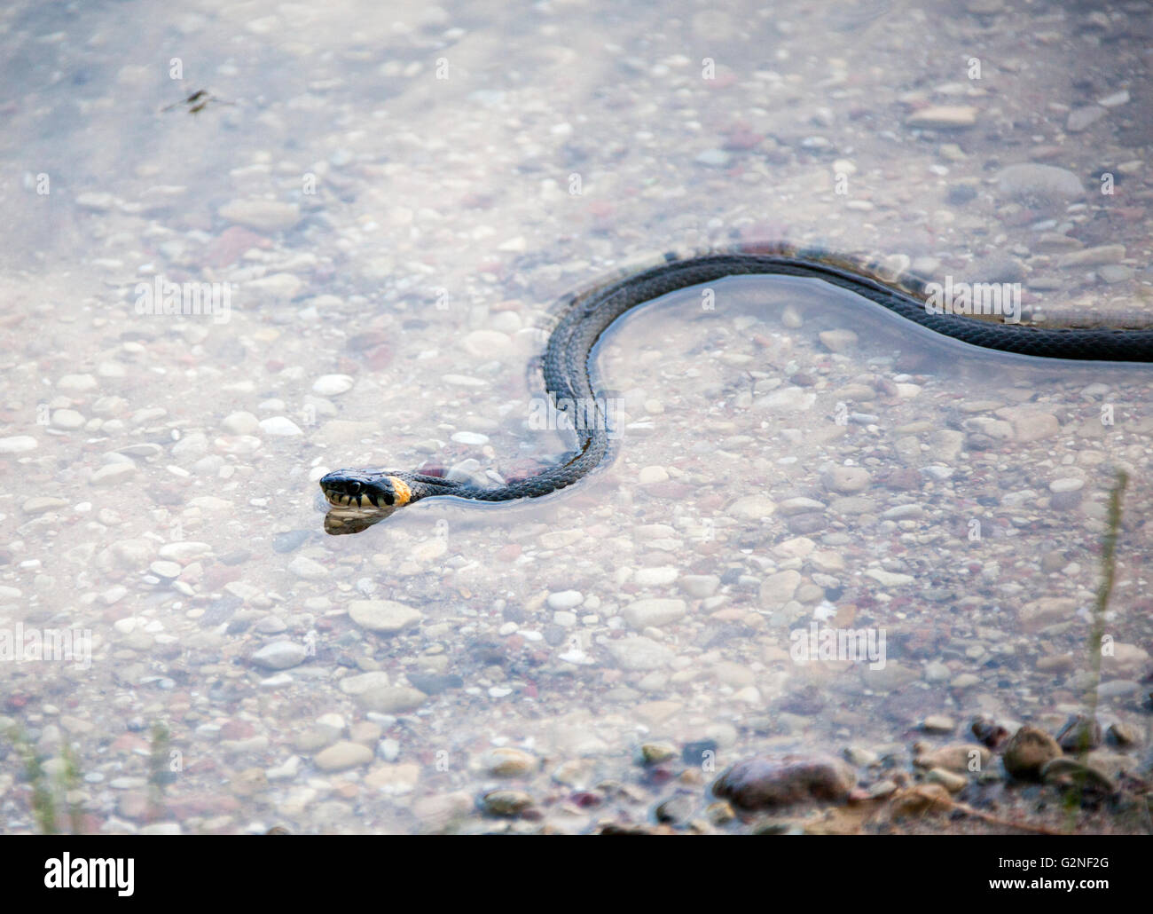 Snake lake hi-res stock photography and images - Alamy