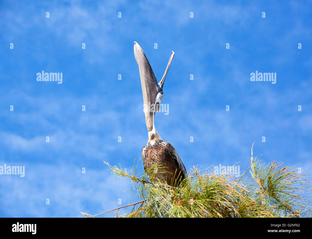 The pelican doing some stretching exercises on a top of a tree on ...
