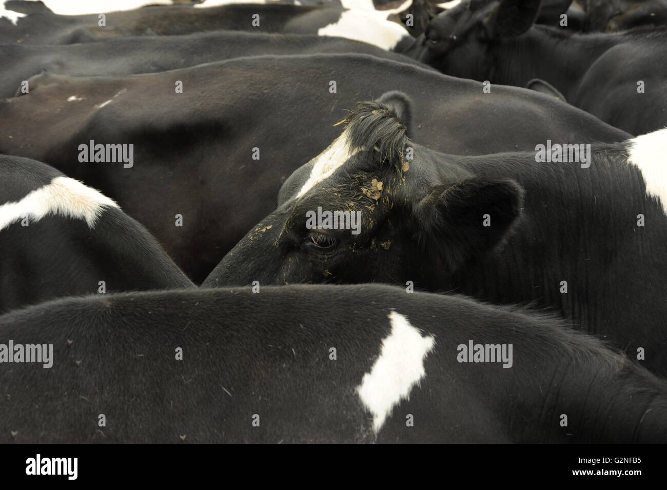 Friesian dairy cows hi-res stock photography and images - Alamy