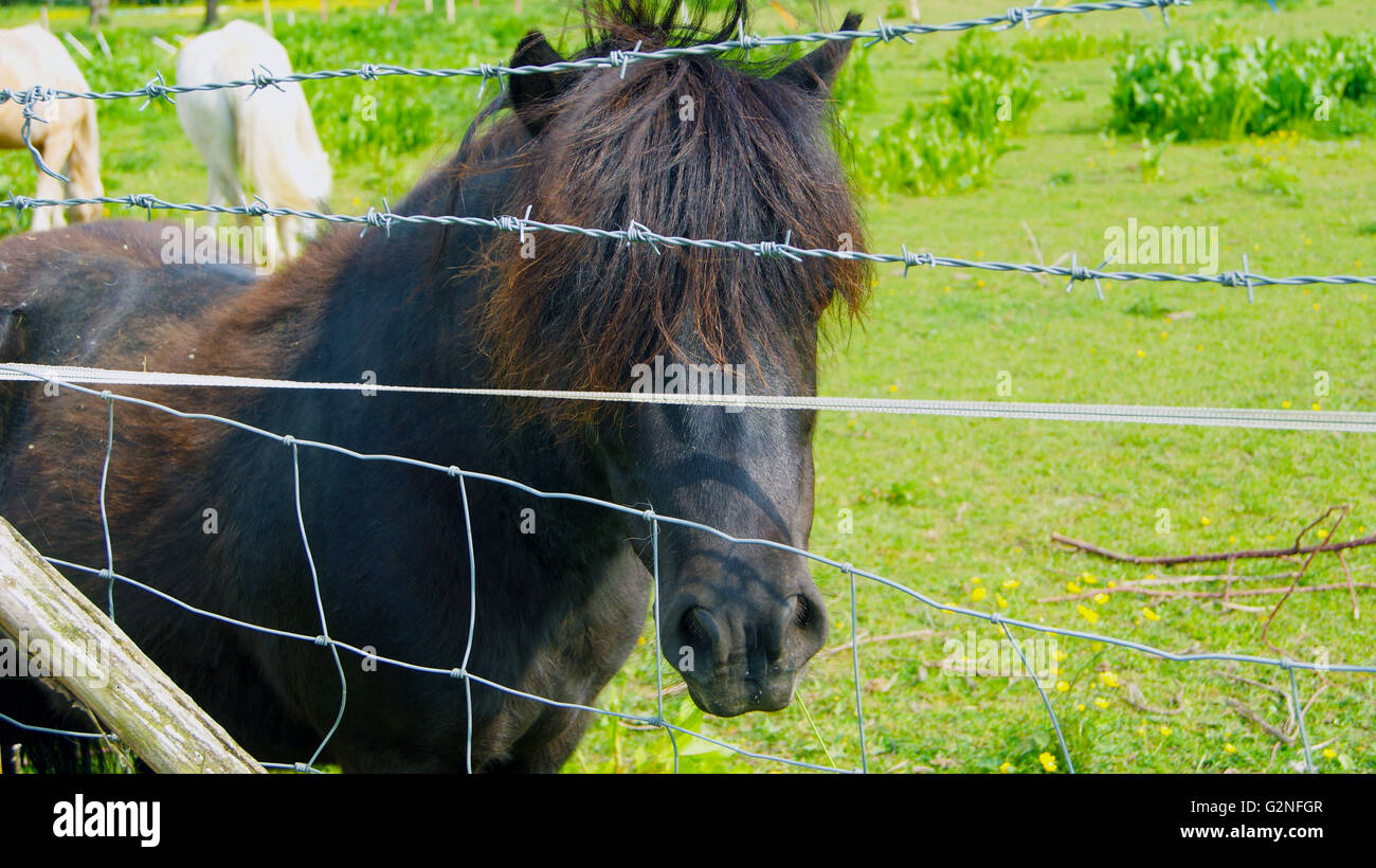 Horse behind fence hi-res stock photography and images - Alamy