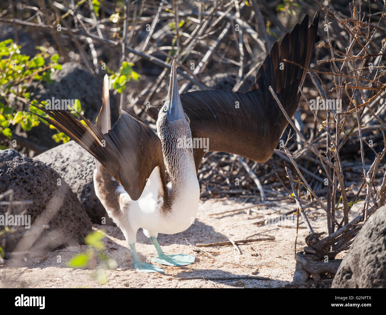 blue-footed booby (Sula nebouxii) is a marine bird in the family ...