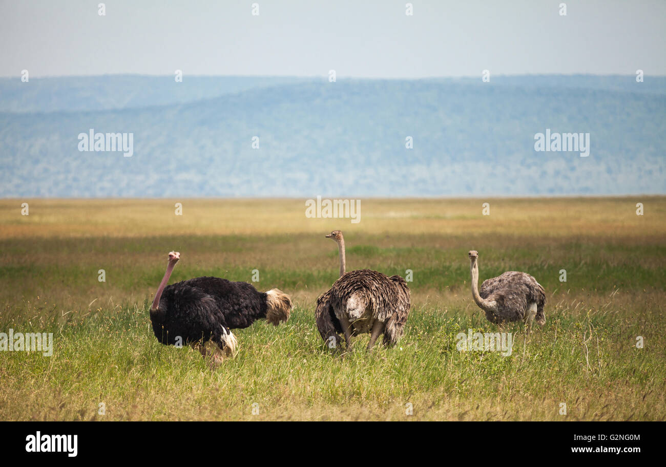 The ostrich or common ostrich (Struthio camelus) is either one or two ...