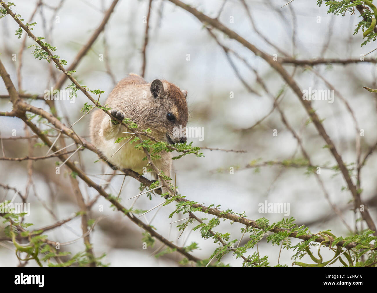 rock hyrax (Procavia capensis) or rock badger, also called the Cape ...