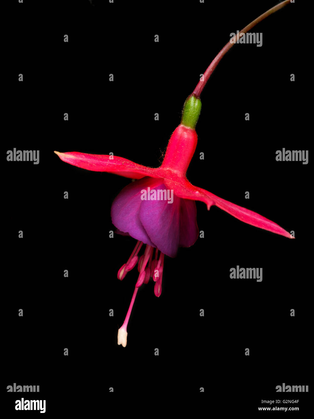 Red bell flower hi-res stock photography and images - Alamy