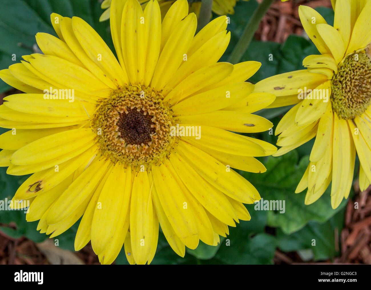 Daisy Close Up in spring garden bed Stock Photo - Alamy