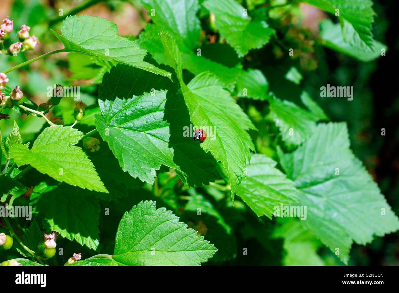 LADYBIRD RED /BLACK SPOTS ON BLACK CURRANT LEAF Stock Photo - Alamy