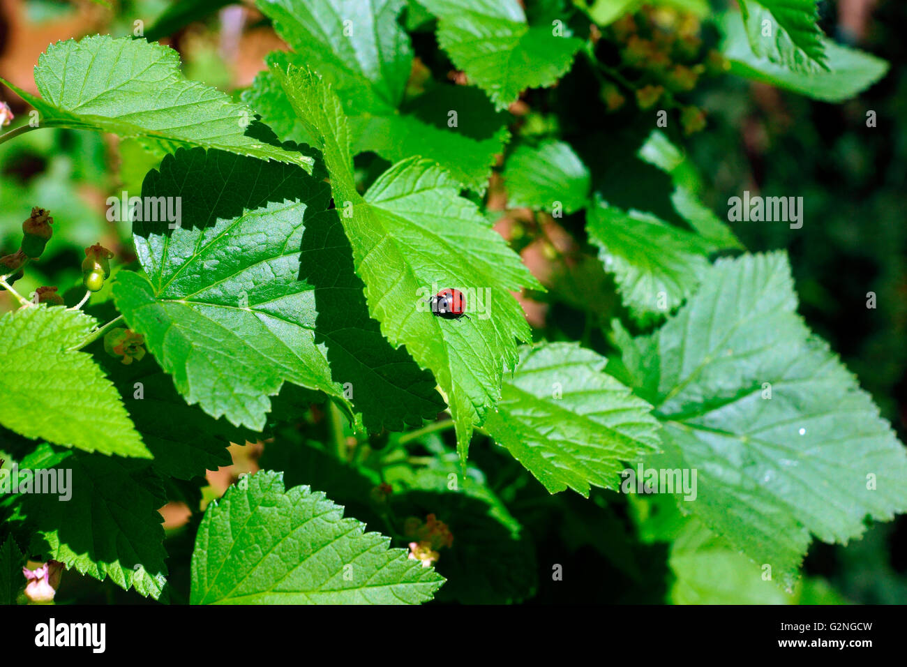 LADYBIRD RED /BLACK SPOTS ON BLACK CURRANT LEAF Stock Photo - Alamy