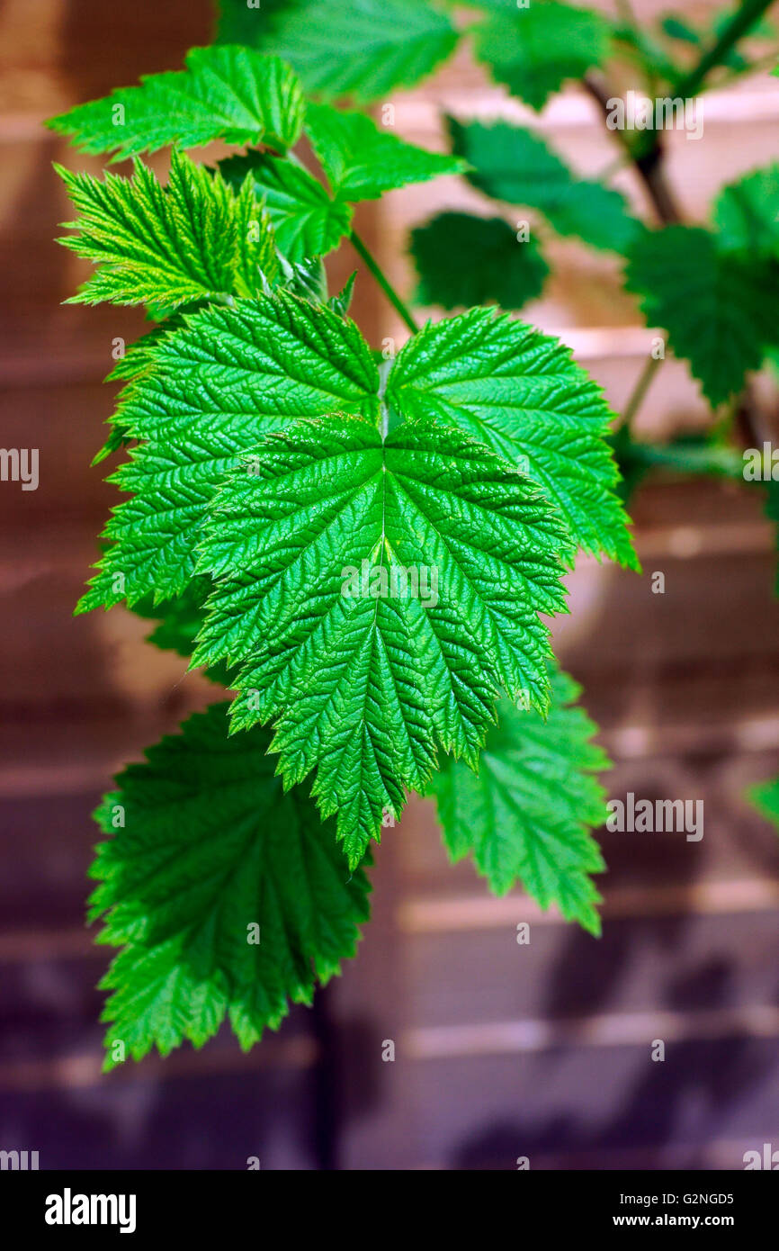Raspberry hedge hi-res stock photography and images - Alamy