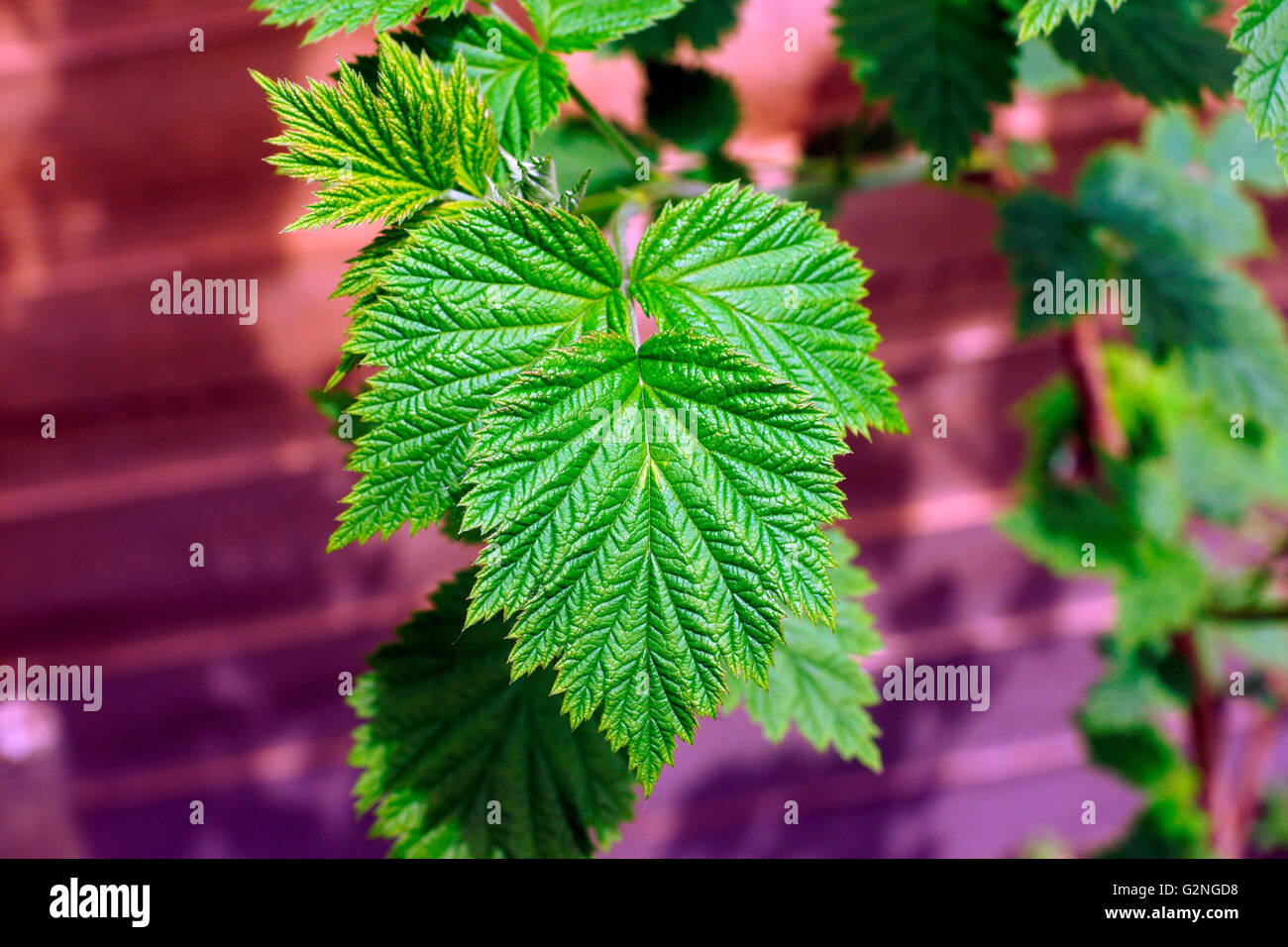 Raspberry cultivars hi-res stock photography and images - Alamy