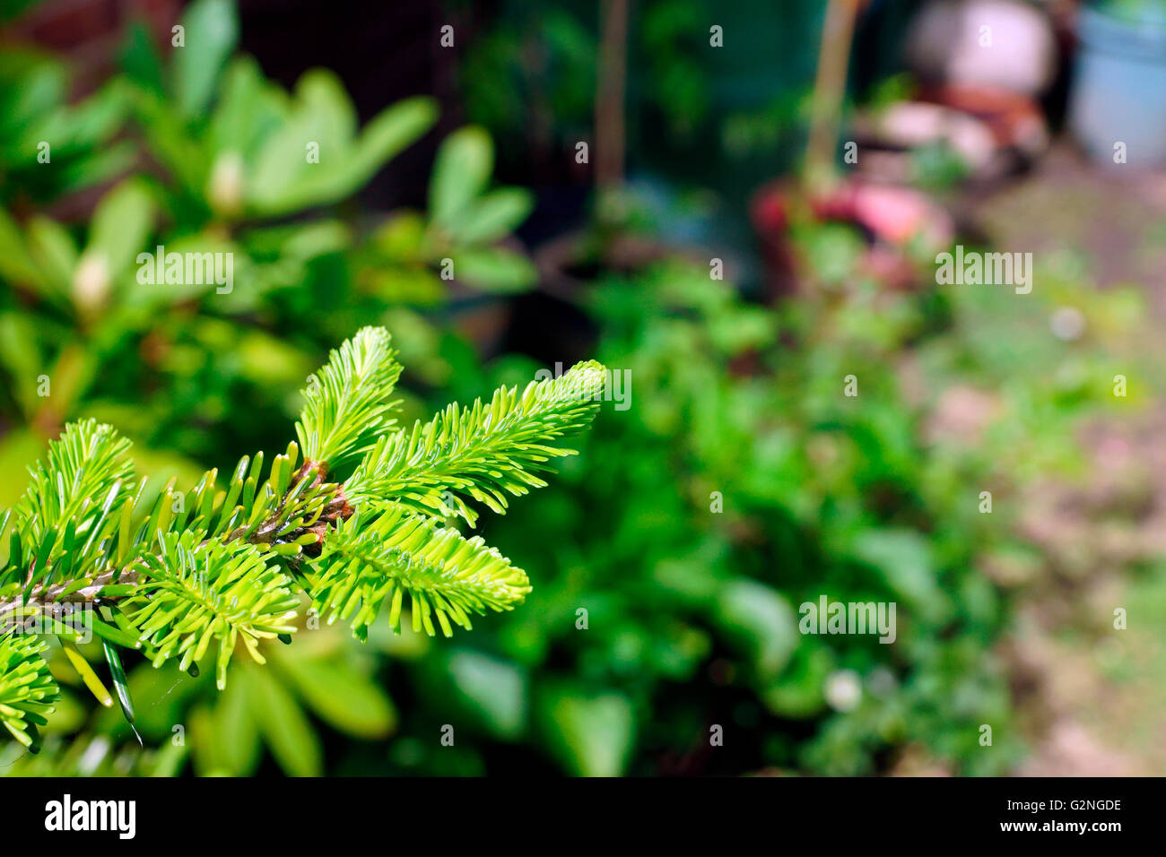 Coniferophyta High Resolution Stock Photography and Images - Alamy