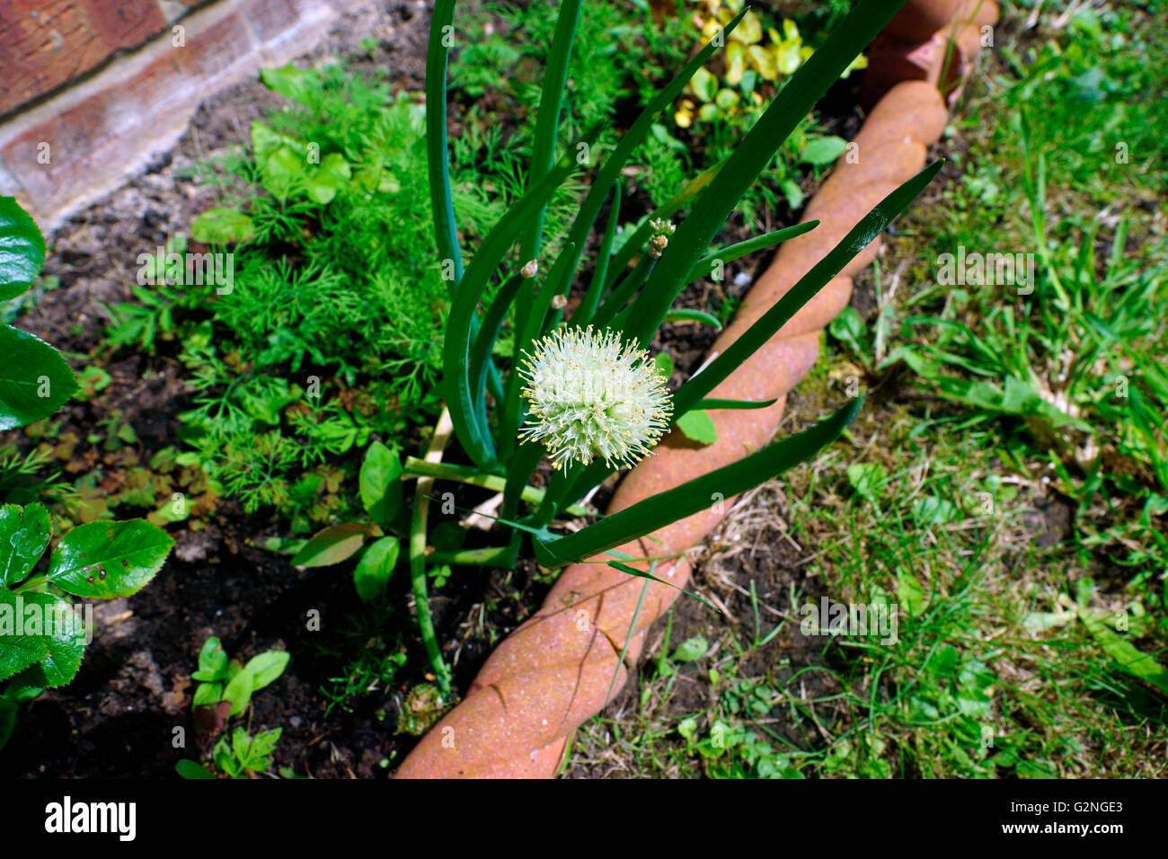 SPRING ONION, SCALLION, GREEN ONION Stock Photo - Alamy