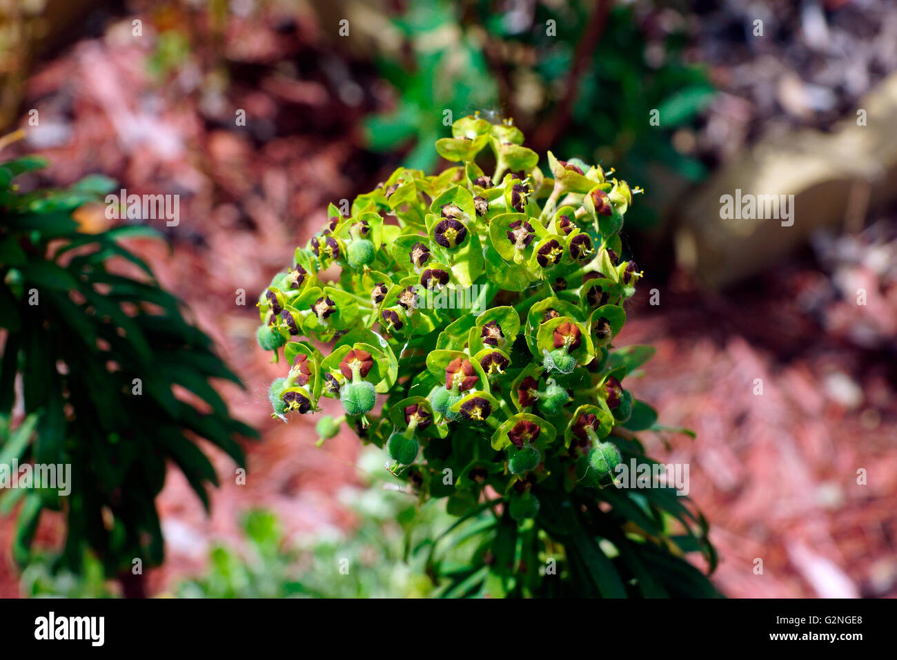 UNIDENTIFIED FLOWERS / PLANTS Stock Photo - Alamy