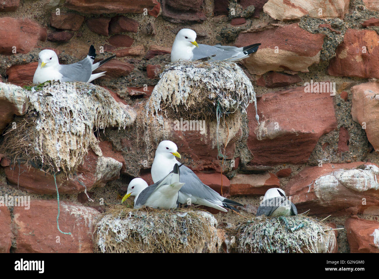 Kittiwakes bonding hi-res stock photography and images - Alamy