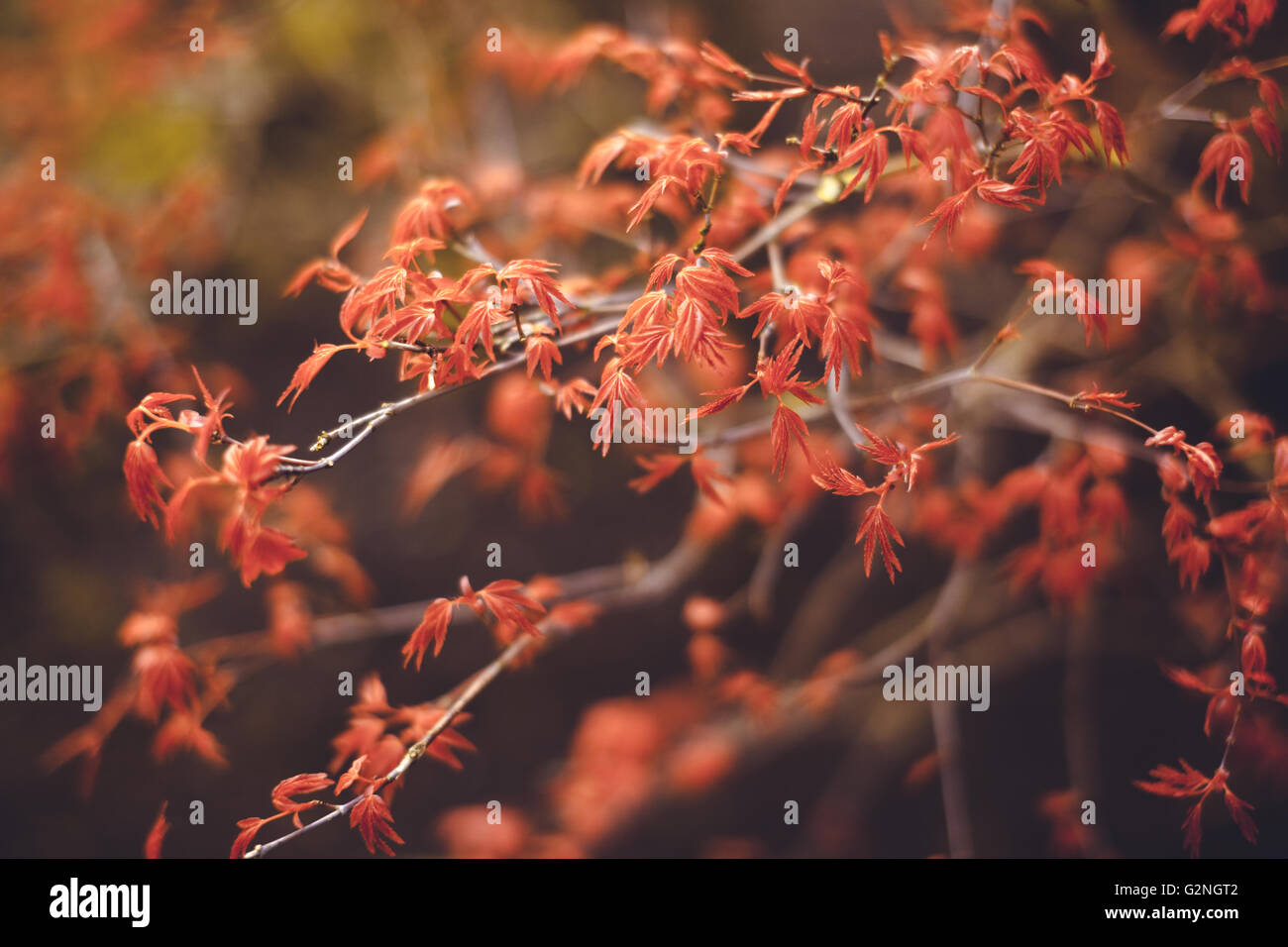 Beautiful spring nature background with colorful leaves on branch in ...