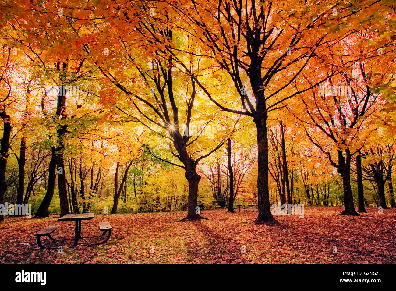 A picnic area among Maple trees in fall color in Minnesota Stock Photo ...