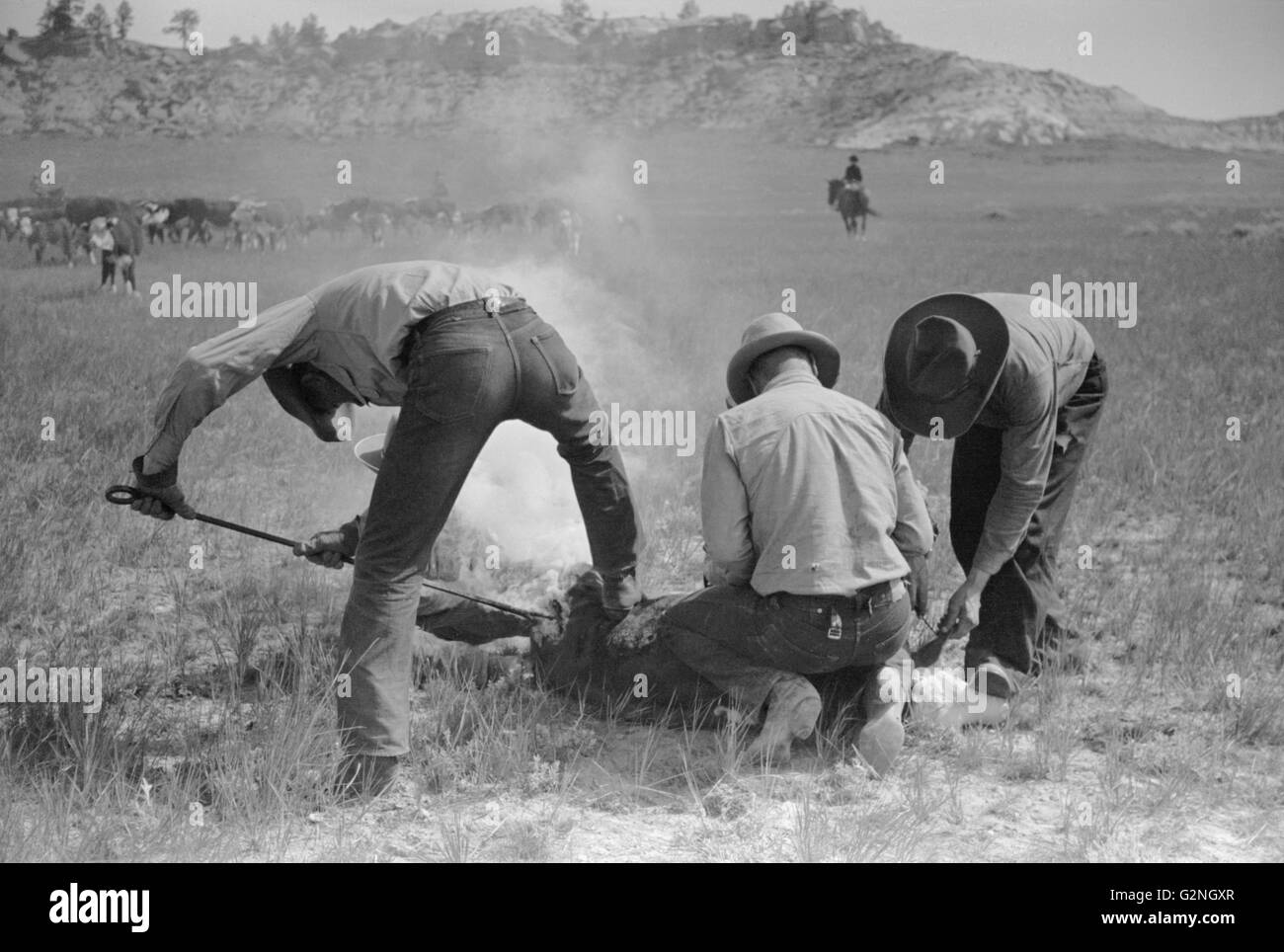 1930s cattle branding hi-res stock photography and images - Alamy