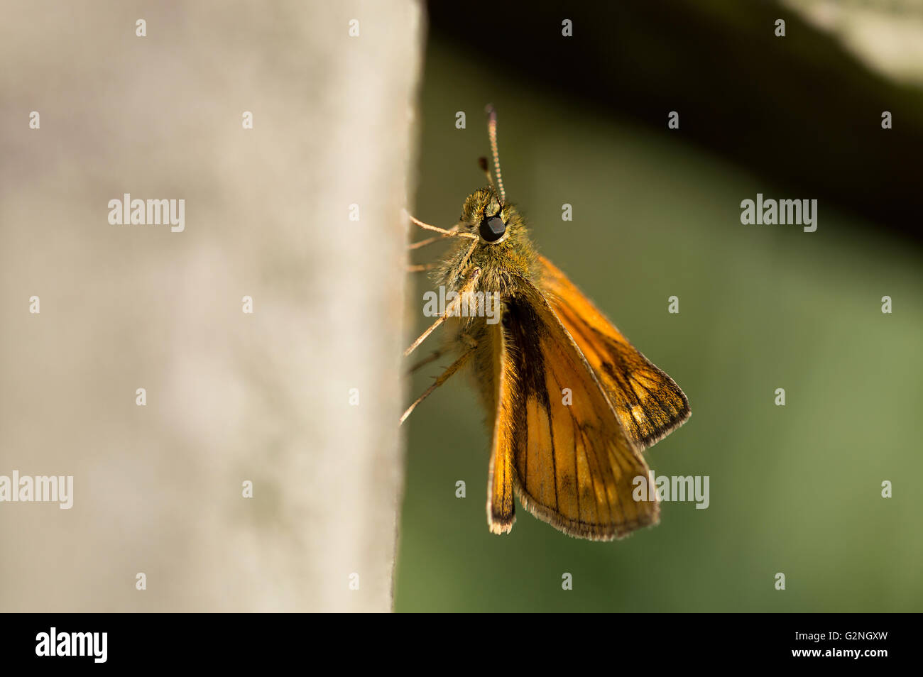 A side view of a Large Skipper butterfly (Ochlodes sylvanus) on the ...