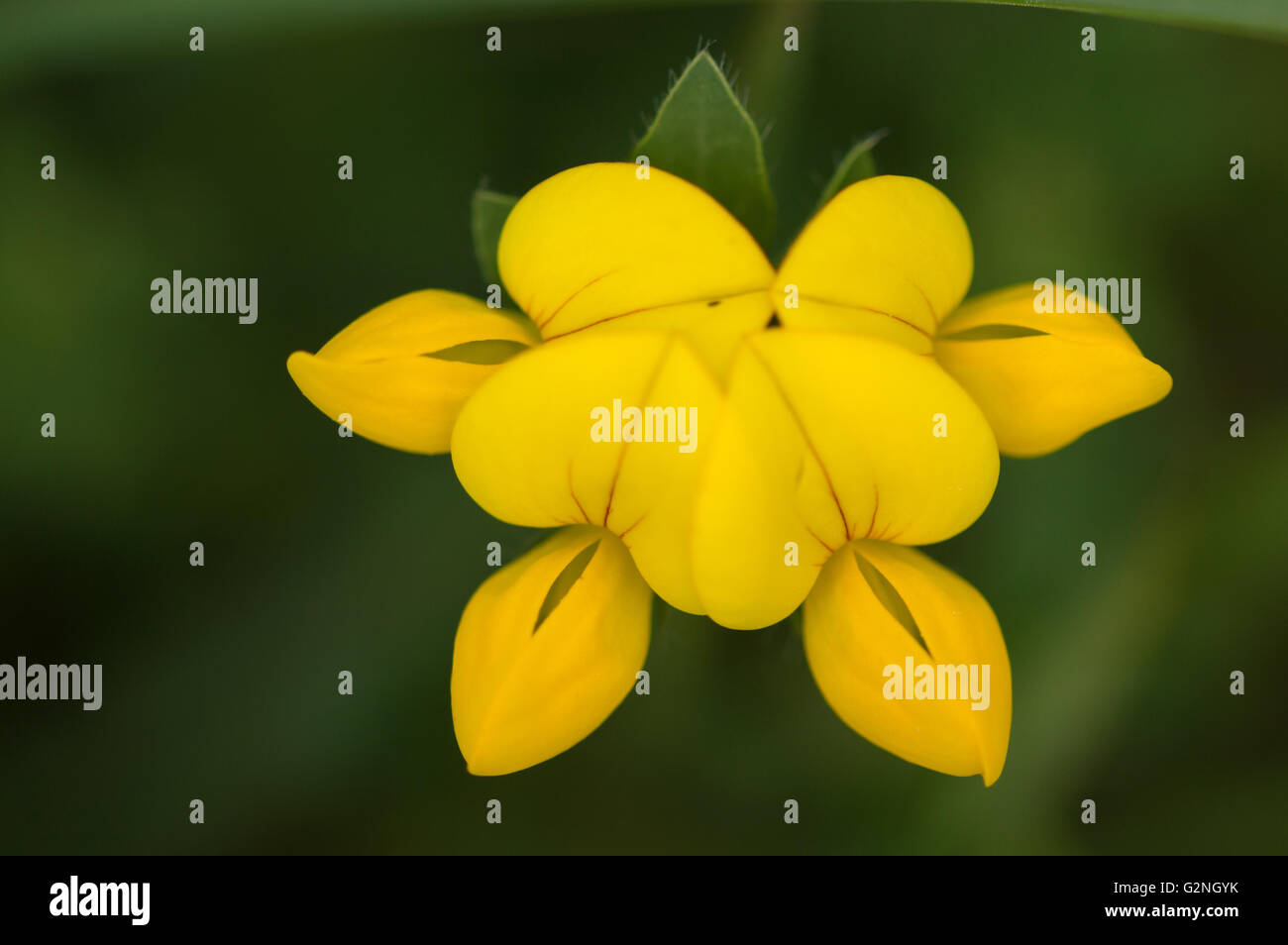 A close-up of four Bird's-foot-trefoil (Lotus corniculatus) flowers ...