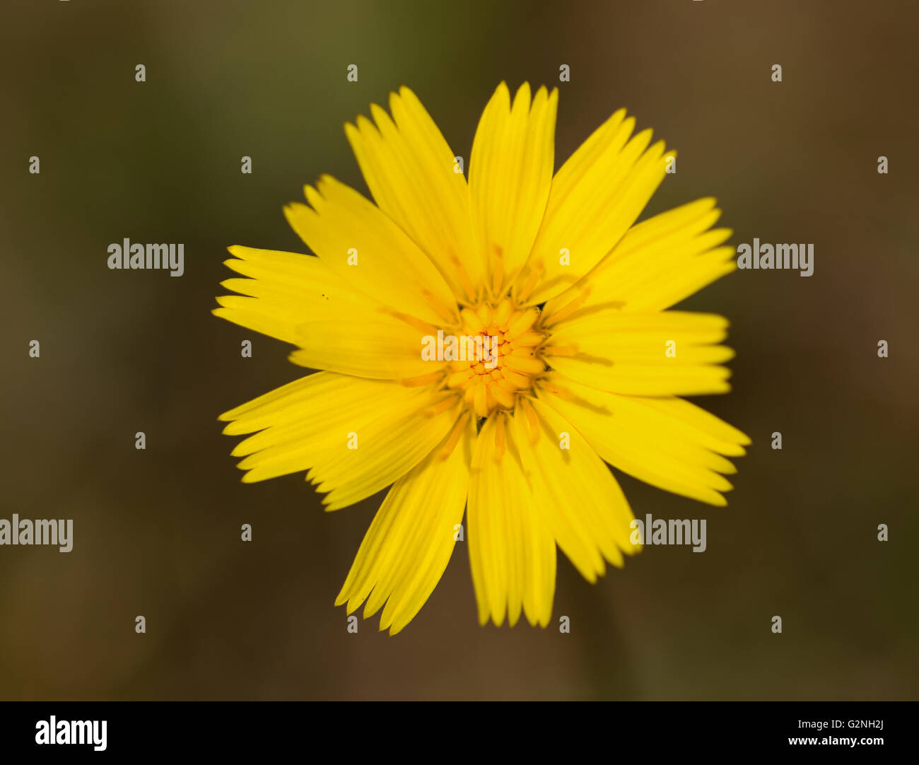 A Yellow Hawkweed (Hieracium caespitosum) flower Stock Photo - Alamy