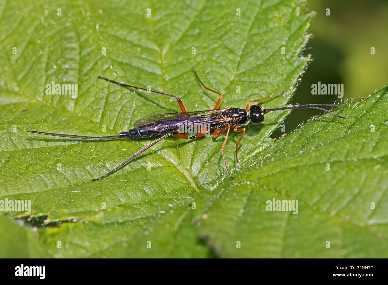Female ichneumon pimpla rufipes hi-res stock photography and images - Alamy