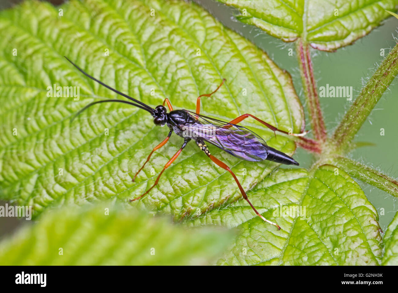 Pimpla rufipes hi-res stock photography and images - Alamy