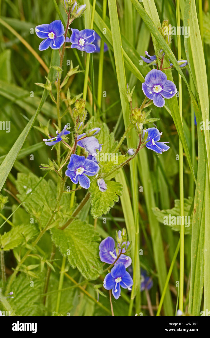 Germander Speedwell ( Veronica chamaedrys Stock Photo - Alamy