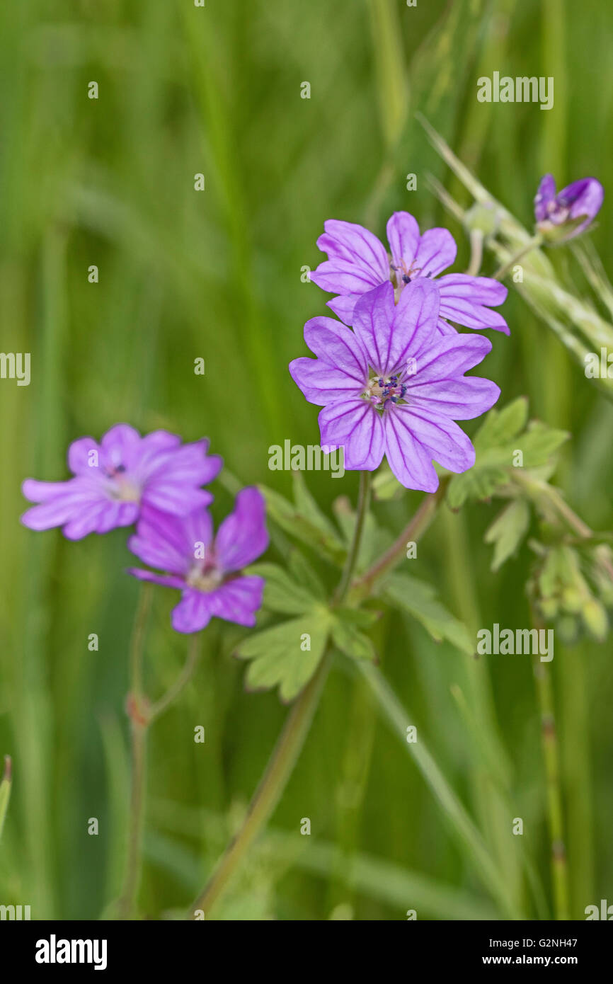 Geranium pyrenaicum hi-res stock photography and images - Alamy