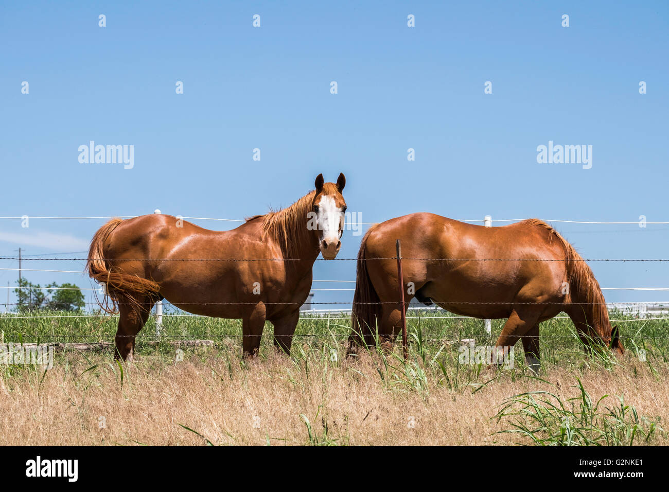 Sorrel quarter horses hi-res stock photography and images - Alamy