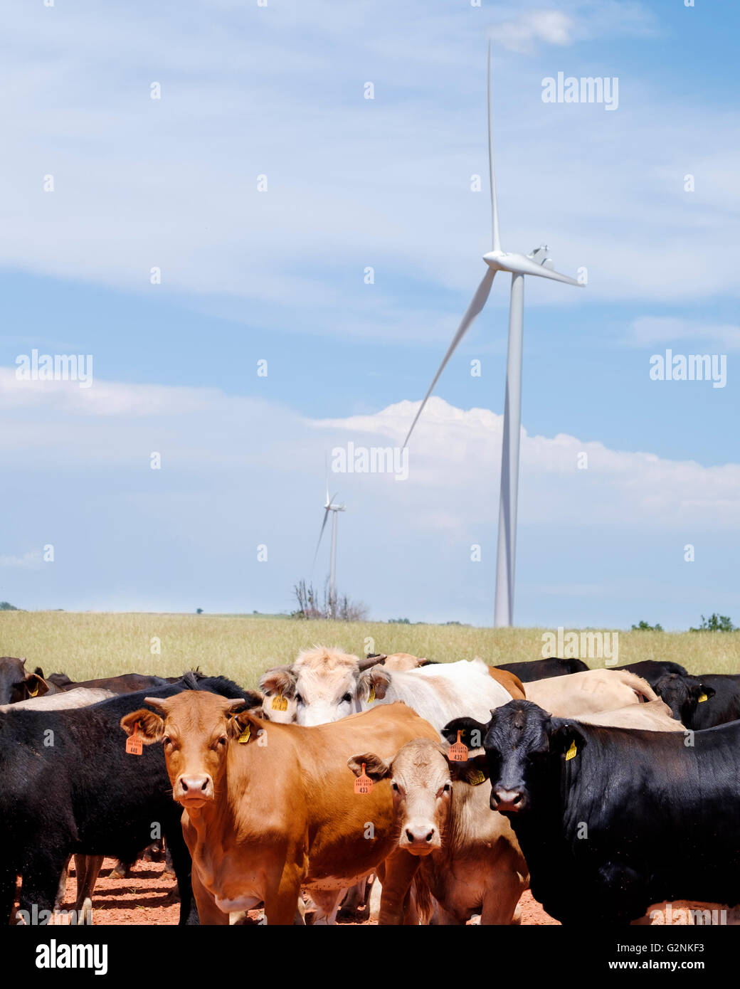 Cattle breeds hi-res stock photography and images - Alamy