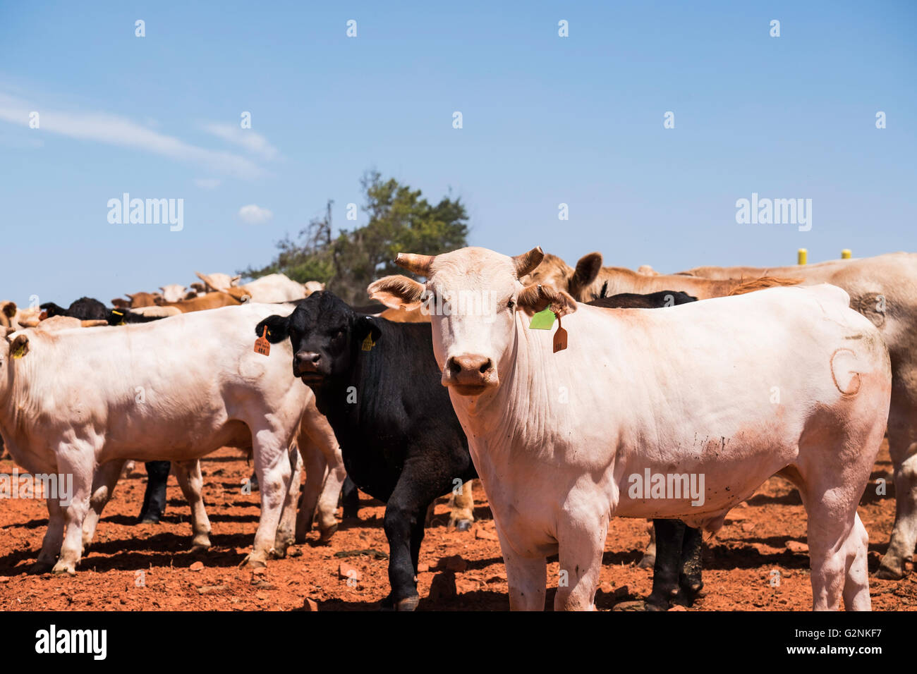 A mix of cattle breeds stare toward the photographer in Oklahoma, USA ...