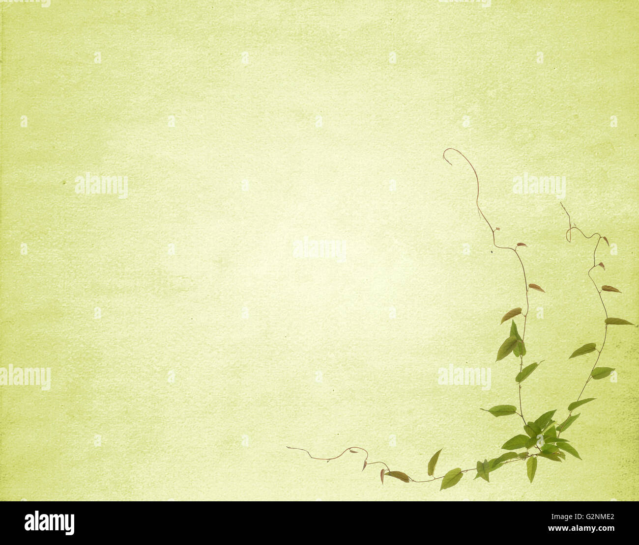 Peacock flowers on tree with Old antique vintage paper background Stock ...