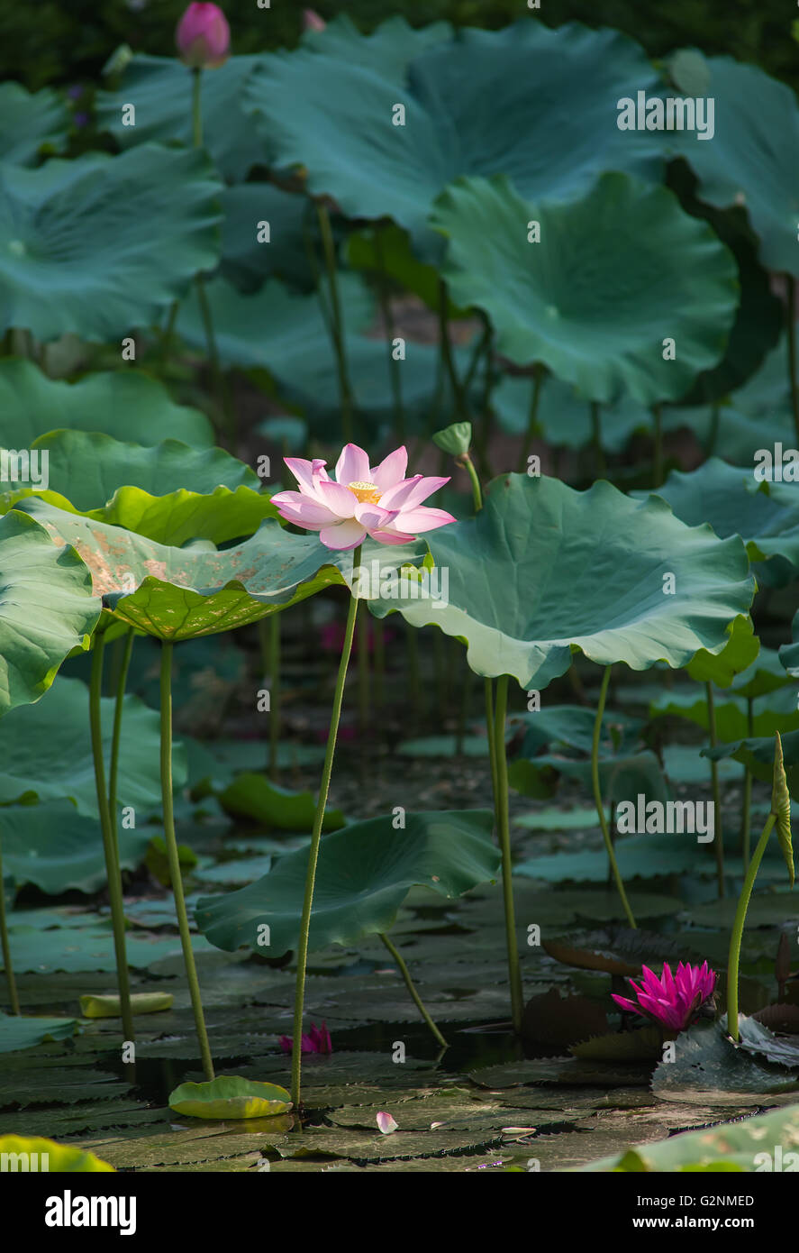 Blooming lotus hi-res stock photography and images - Alamy